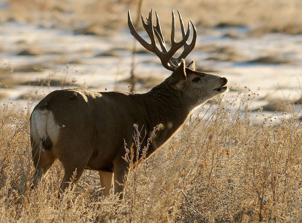 6 Best Mule Deer Hunting Tips And Tactics That You Must Know - Tarheel 3 Gun: Hunting, Gear, And ...