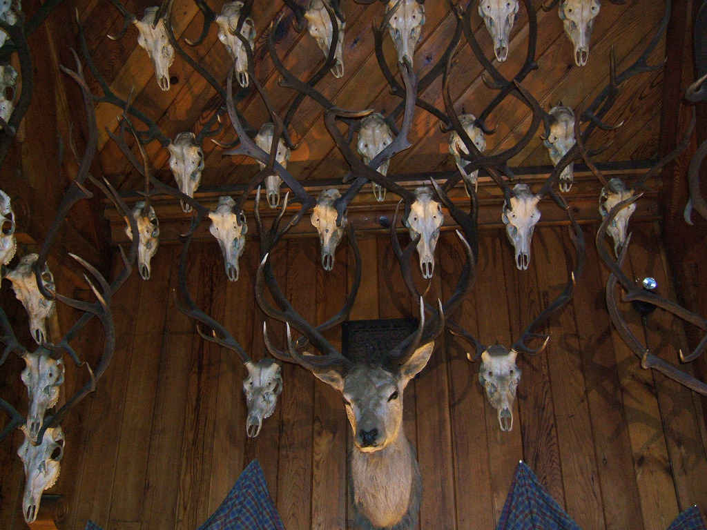 How To Clean A Deer Skull: Learn How To Skull Mount A Deer