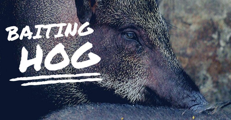 Best Hog Bait Attractant – Best Way To Attract Wild Hogs : DIY