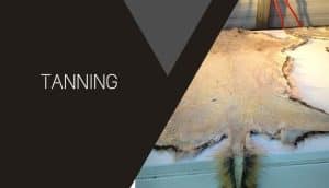 How To Tan A Coyote Hide Or Pelt At Home: 5 Easy Steps