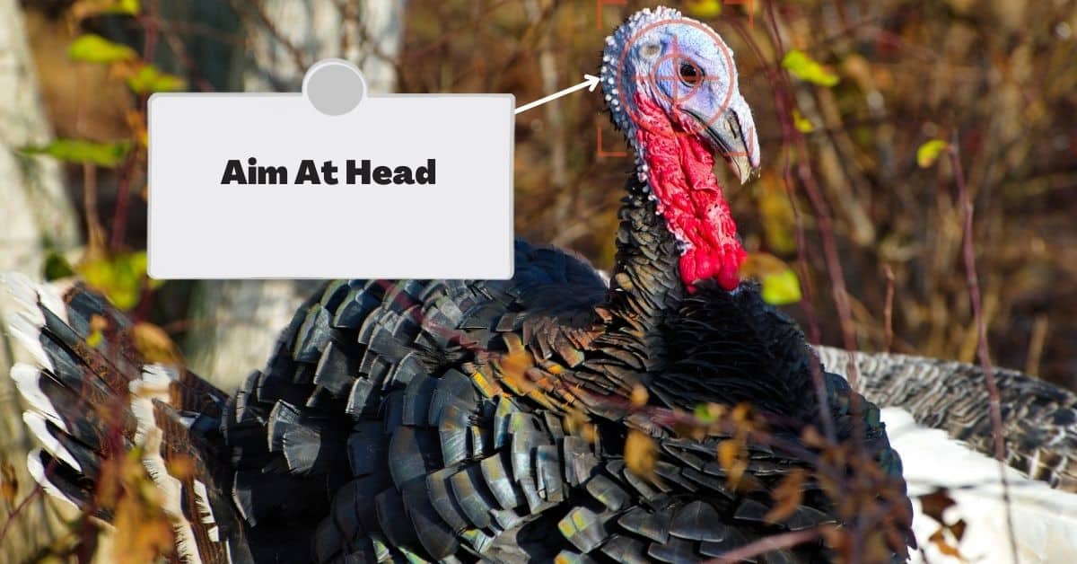 Where To Shoot A Turkey With A 22 Rifle For Clean Kill - Tarheel 3 Gun ...