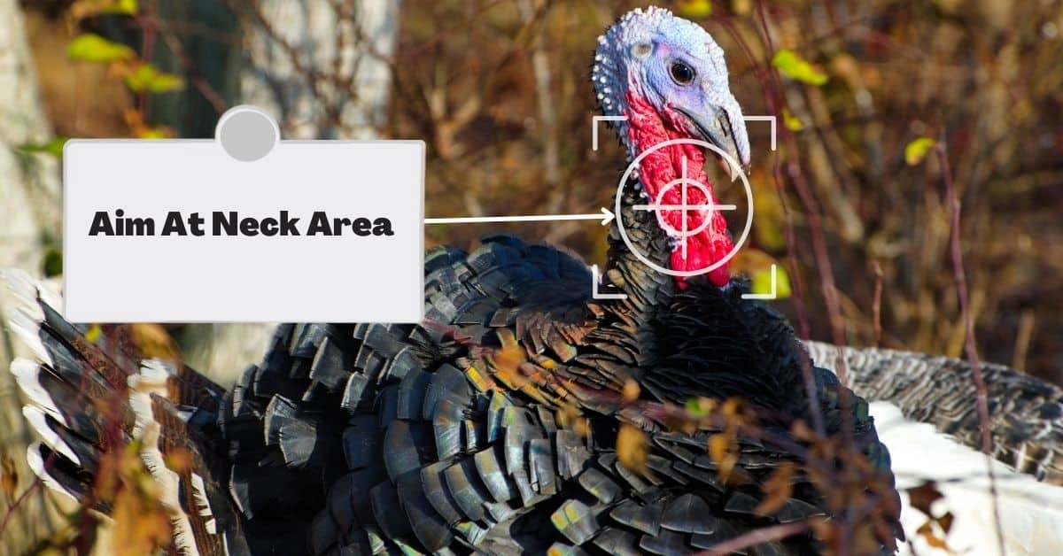 Where To Shoot A Turkey With A 22 Rifle For Clean Kill - Tarheel 3 Gun ...